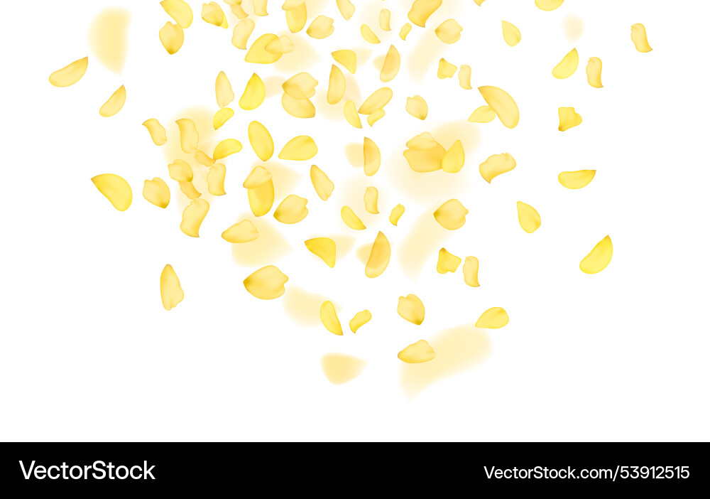 Yellow falling rose or sunflowers petals Vector Image