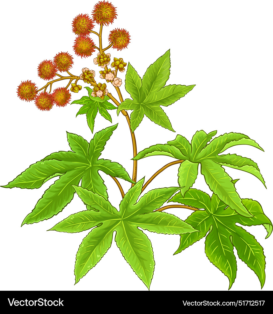 Castor plant colored detailed Royalty Free Vector Image
