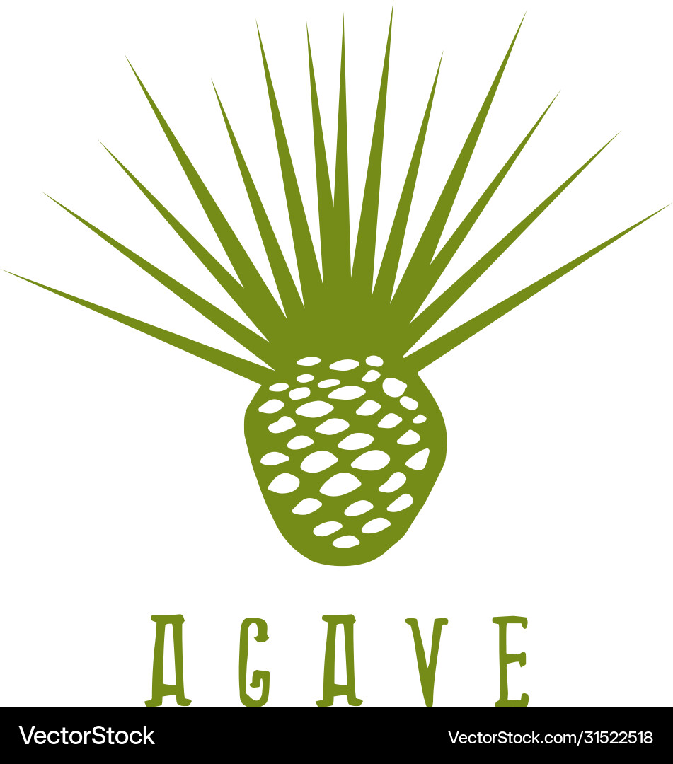 Design template agave root and leaves Royalty Free Vector