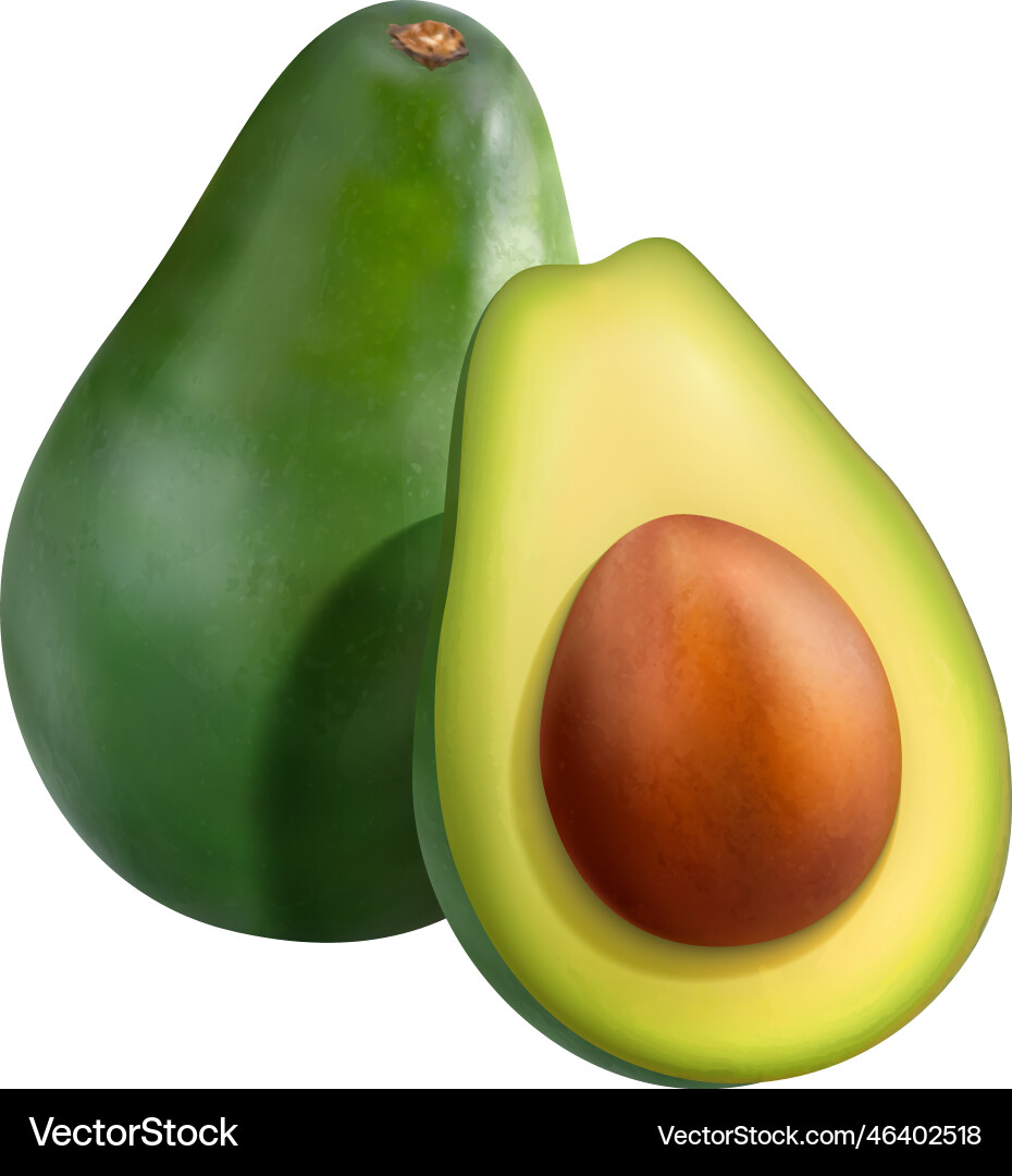 Realistic avocado Royalty Free Vector Image - VectorStock