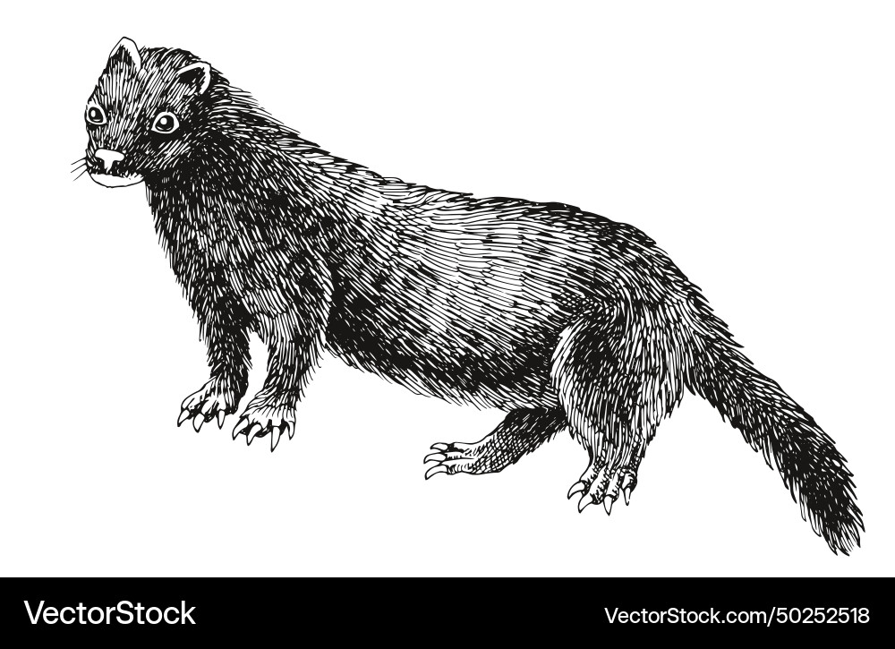 Sea mink extinct animal sketch Royalty Free Vector Image
