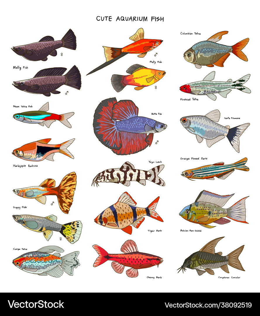 Aquarium Fish List Of Names 5 Effective Algae Eater Fish For