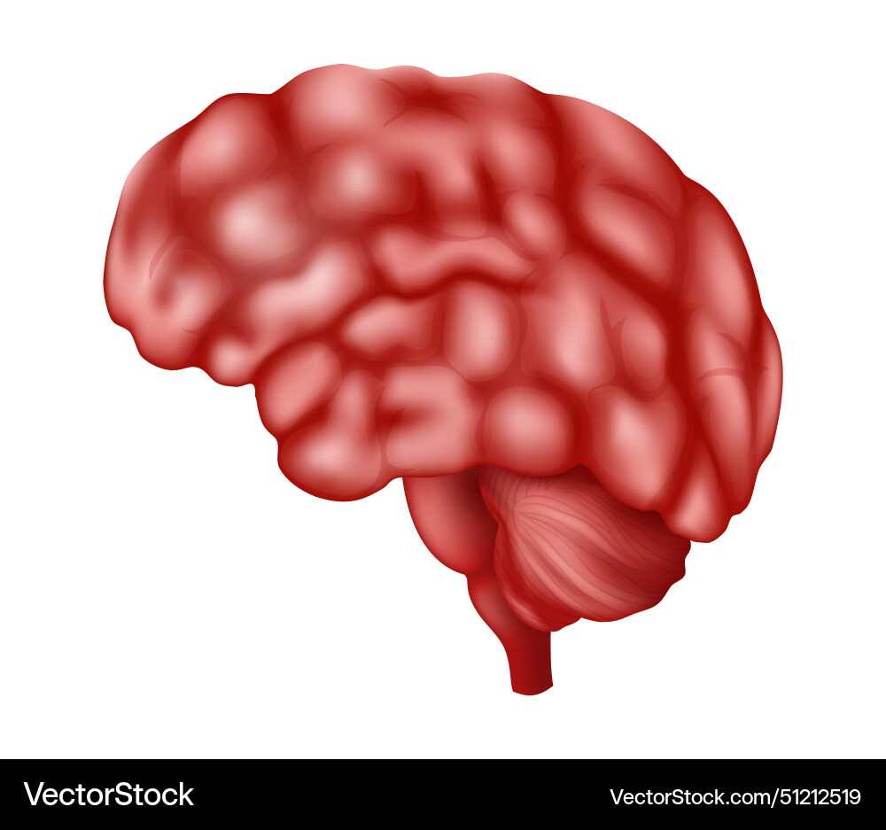 Human brain - organs collection realistic Vector Image
