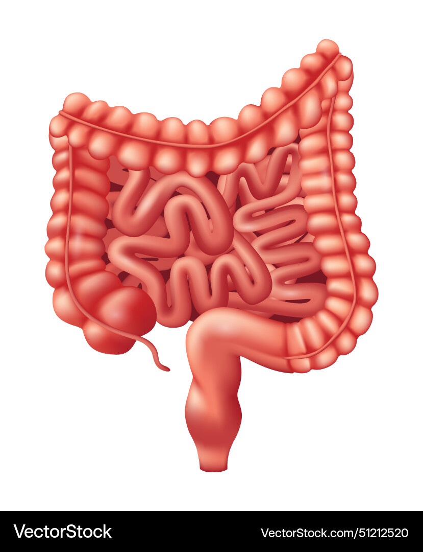 Human intestines organ - organs collection Vector Image