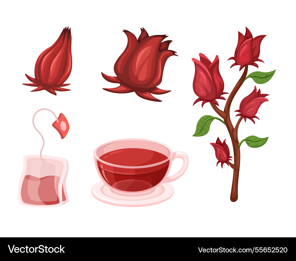 Roselle tea collection set Royalty Free Vector Image