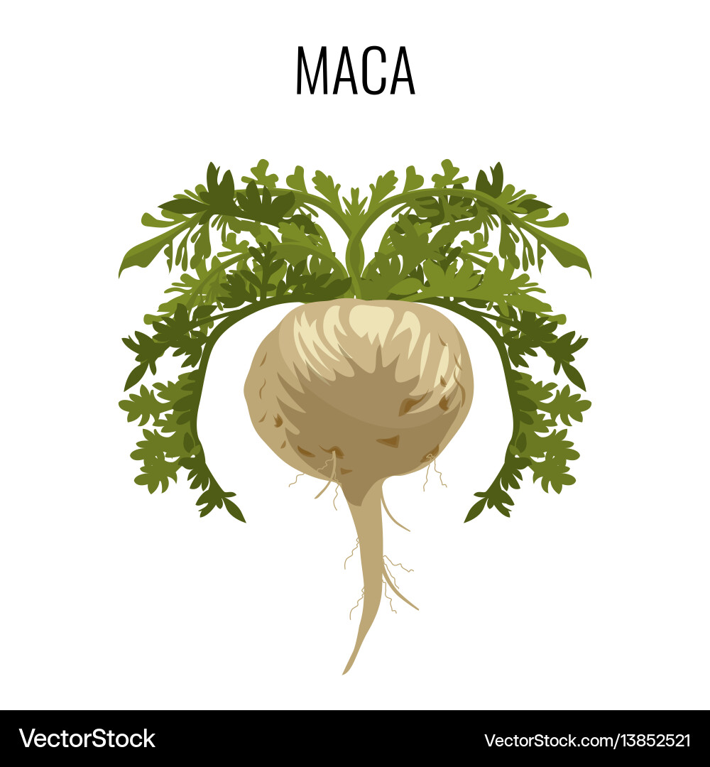 Maca ayurvedic medicinal herb isolated root Vector Image