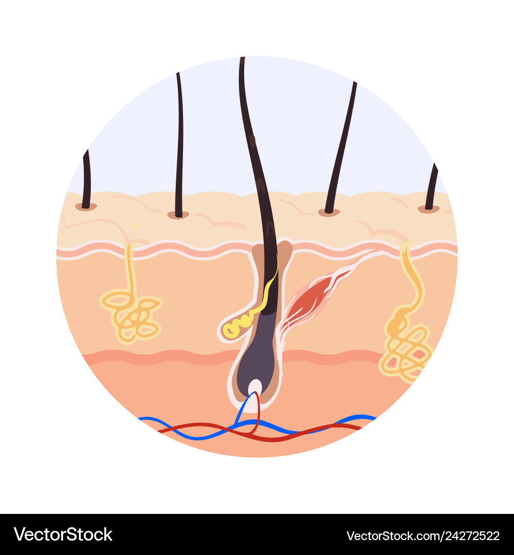 Root Hair Cell Vector Images (over 960)