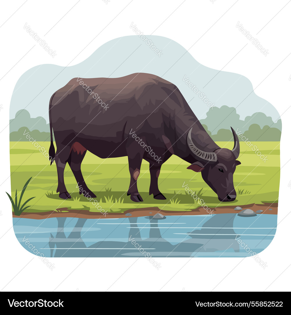Water buffalo drinking from river in grassy Vector Image