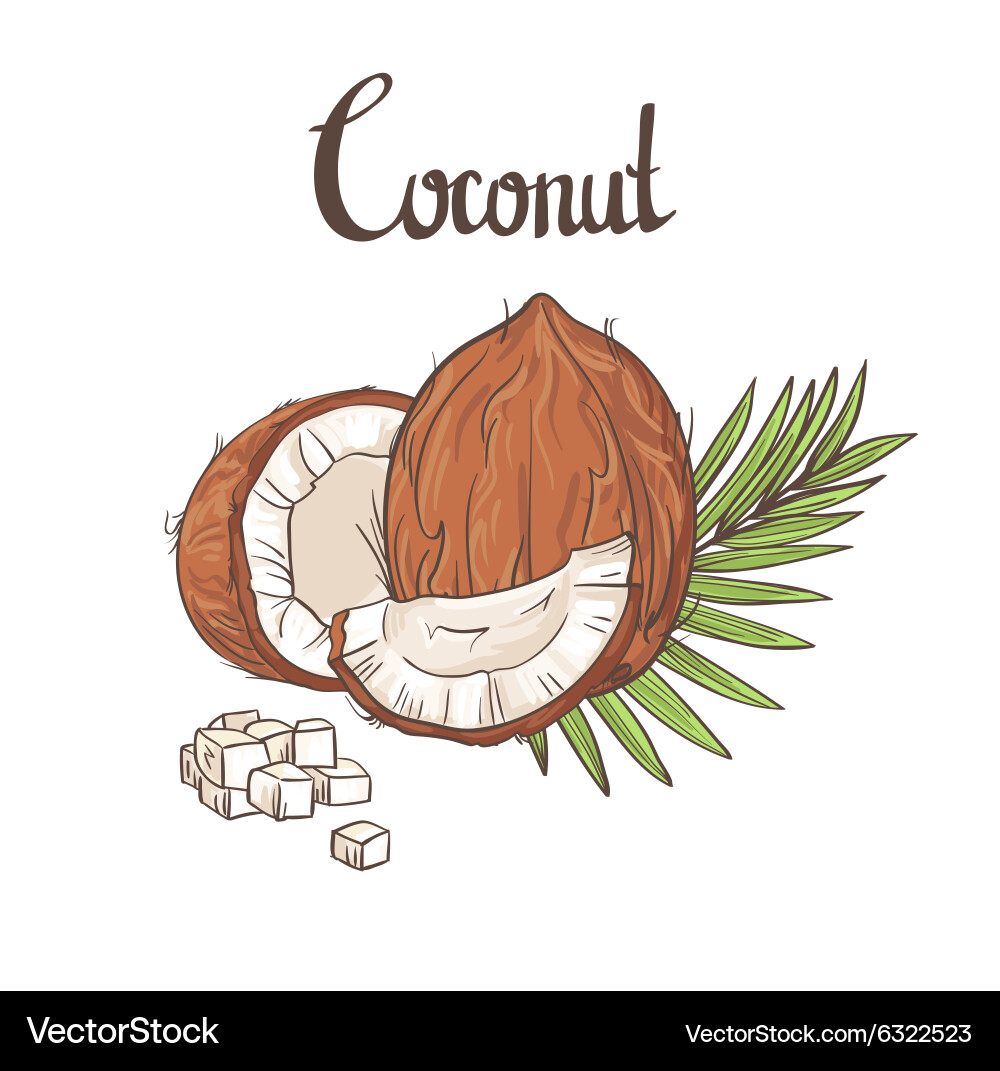 Coconut background Royalty Free Vector Image - VectorStock