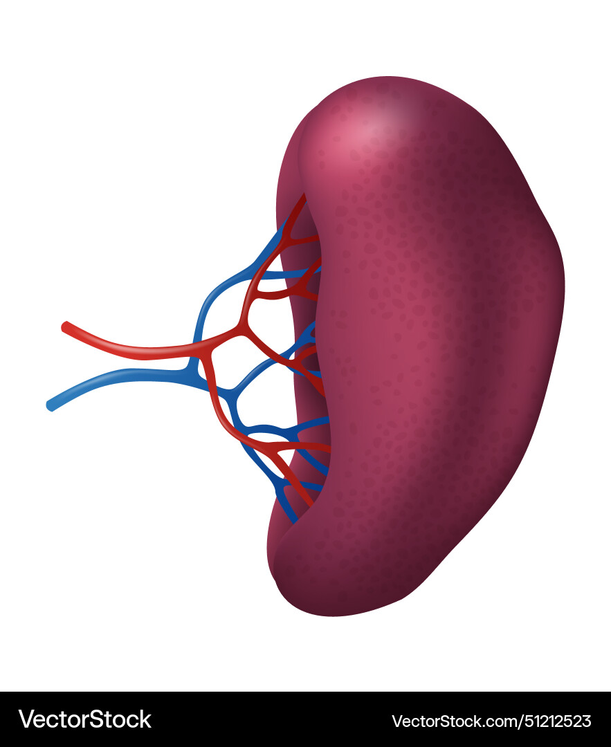 Human spleen - organs collection realistic Vector Image