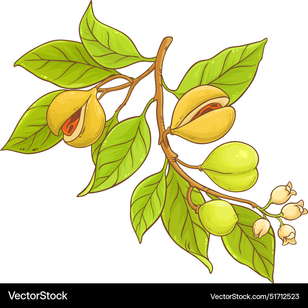 Nutmeg branch colored detailed Royalty Free Vector Image