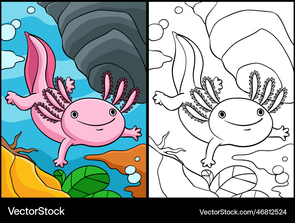 Axolotl coloring page colored Royalty Free Vector Image