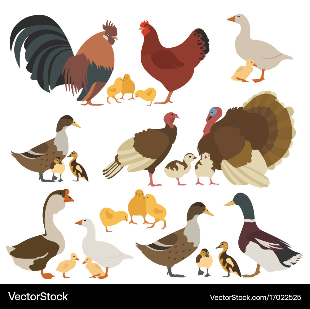 Farm Animals: Chickens, Turkeys, Ducks & Geese