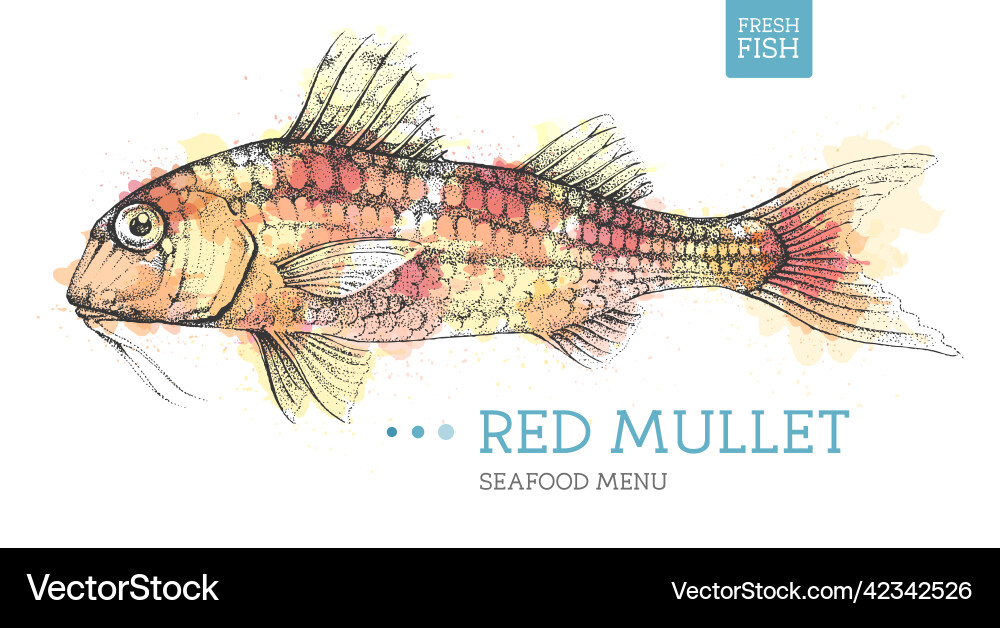 Realistic red mullet fish Royalty Free Vector Image
