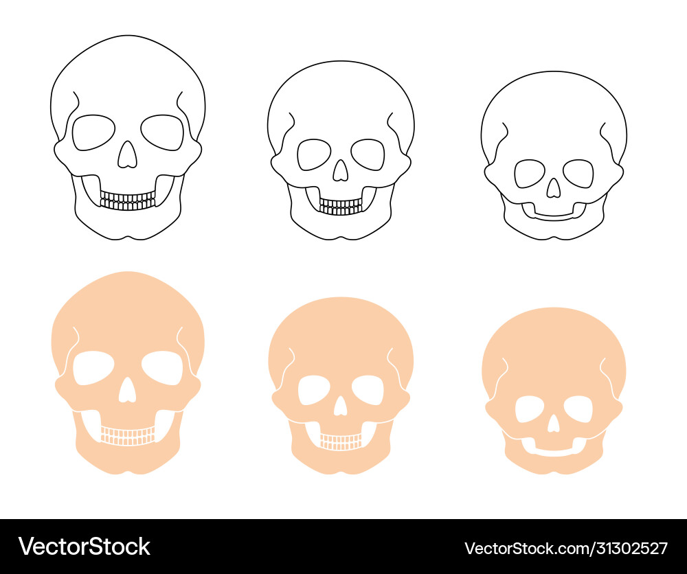 Human skeleton anatomy Royalty Free Vector Image