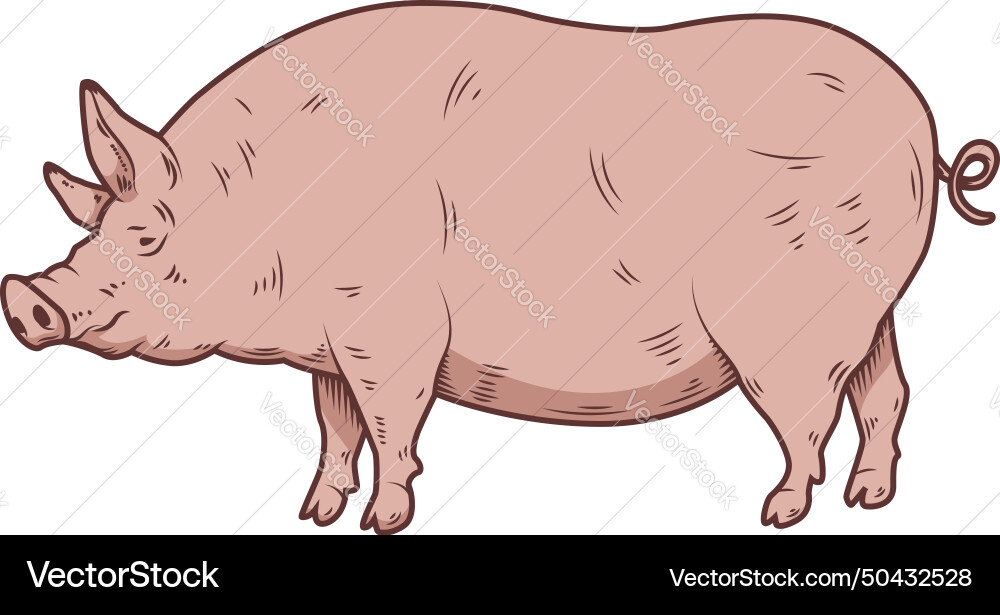 A large fat pig isolated on white background pork Vector Image
