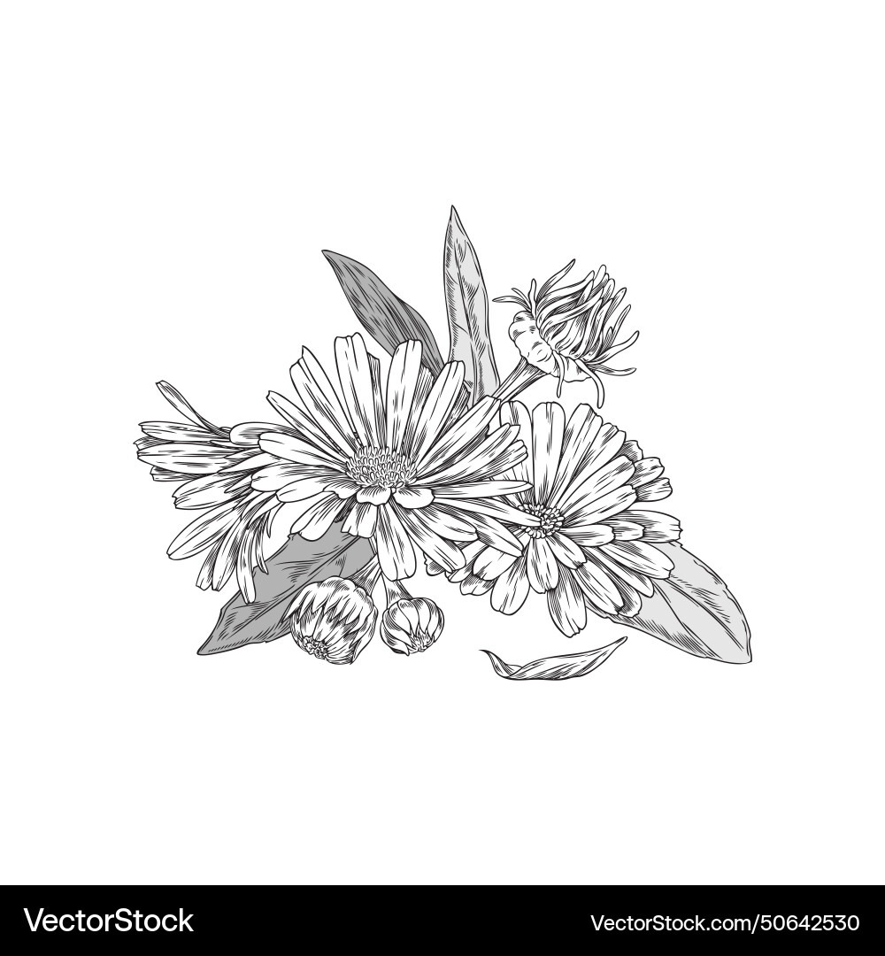 Calendula flowers buds with leaves Royalty Free Vector Image