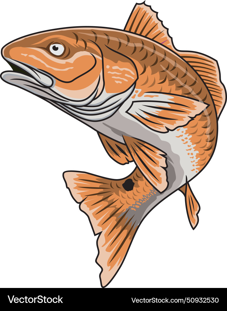 Redfish red drum fishing logo Royalty Free Vector Image