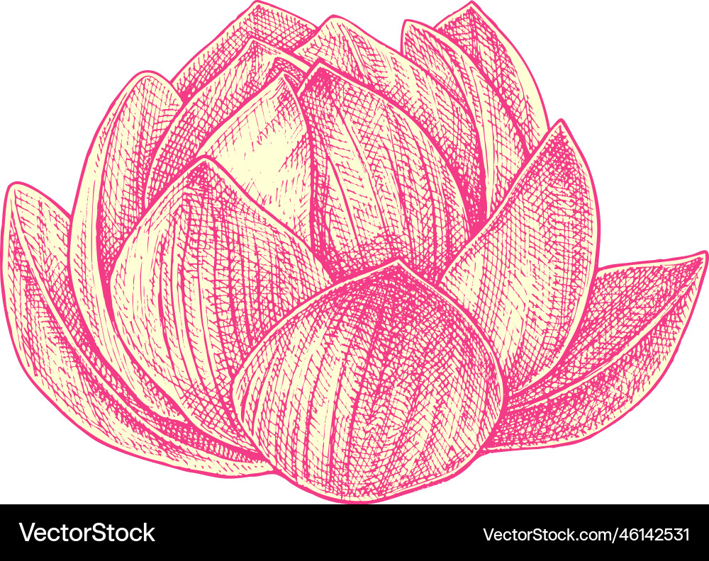 Lotus drawing 003 Royalty Free Vector Image - VectorStock