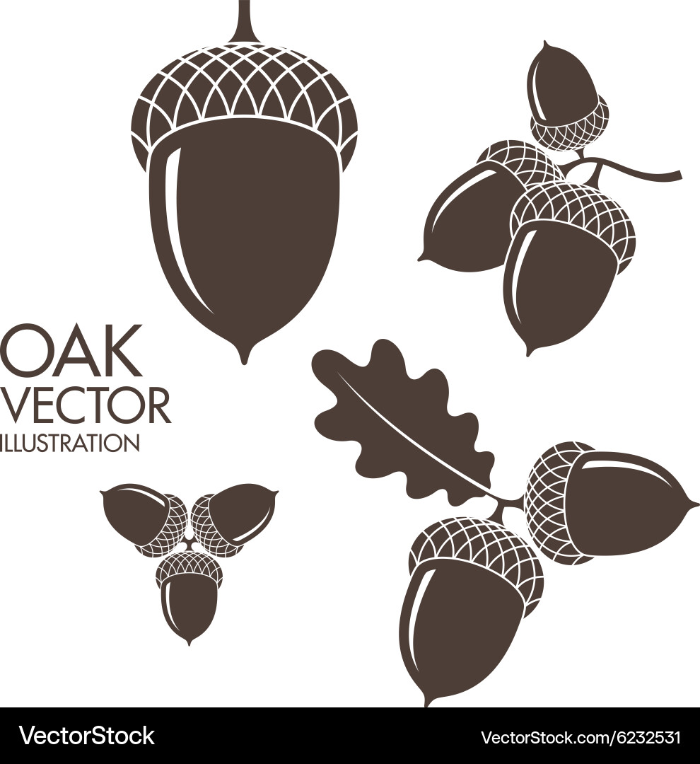 Oak isolated acorns on white background Royalty Free Vector