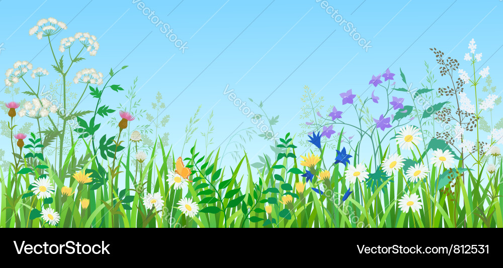 Summer meadow Royalty Free Vector Image - VectorStock