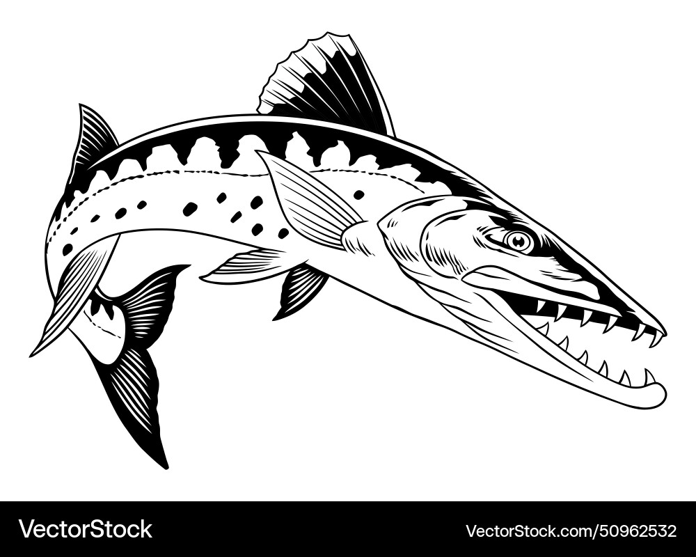 Hand drawn of barracuda fish jumping isolated Vector Image
