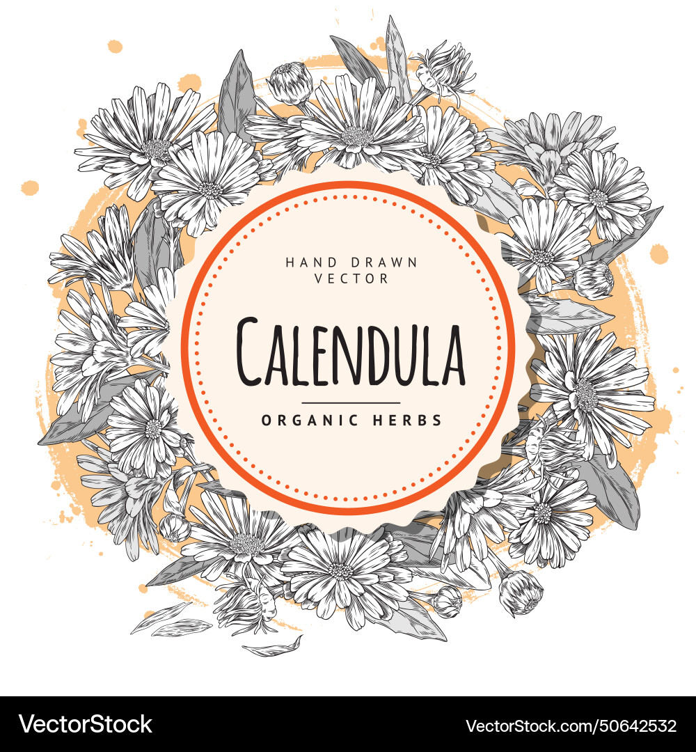 Organic calendula herb circle Royalty Free Vector Image