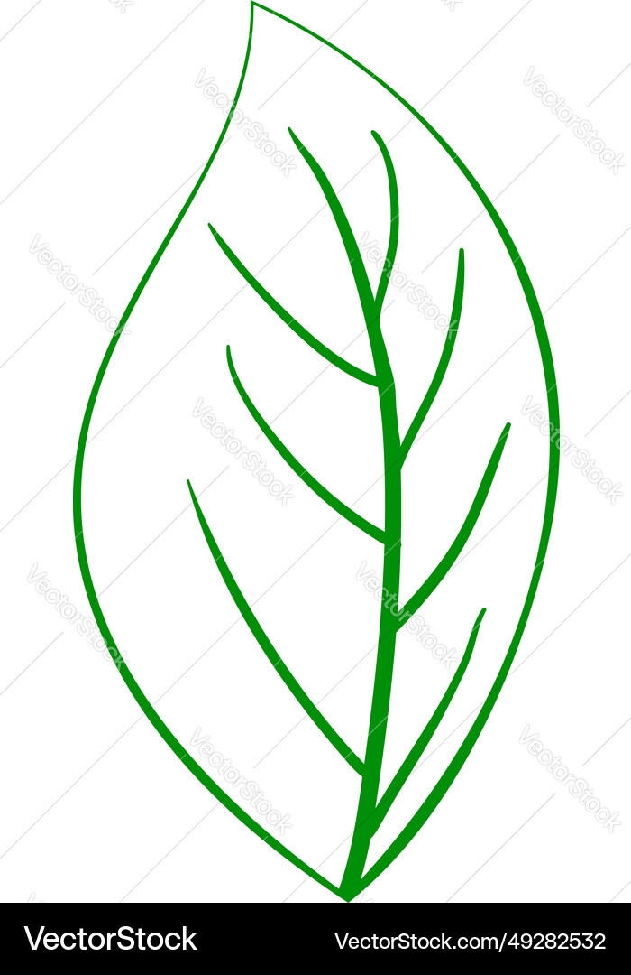 Tree leaf Royalty Free Vector Image - VectorStock