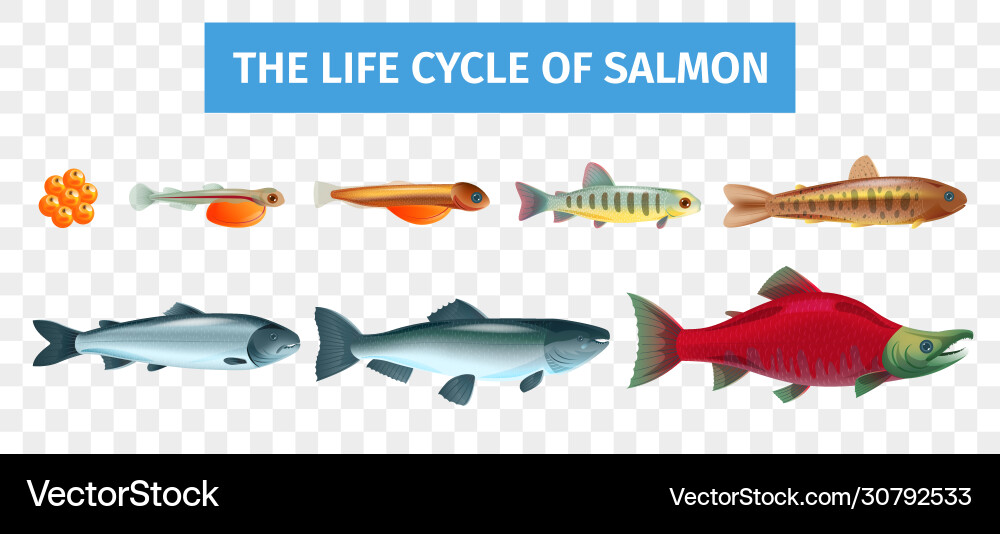 Life cycle salmon set Royalty Free Vector Image