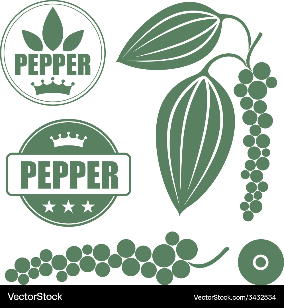 Black pepper Royalty Free Vector Image - VectorStock