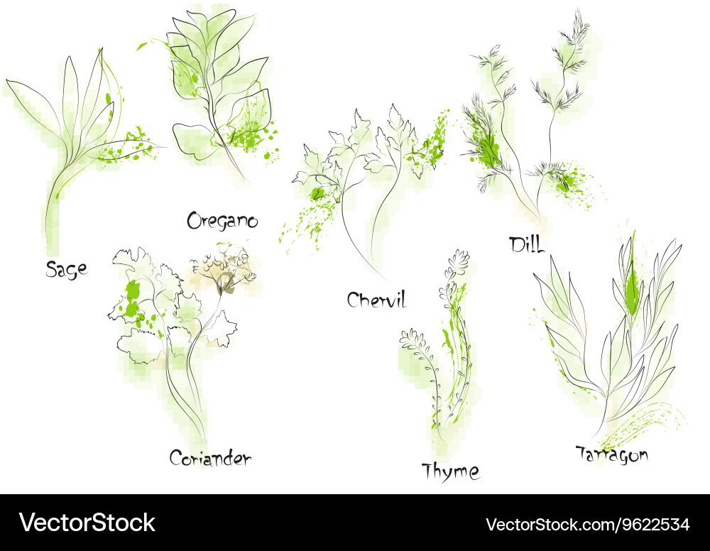 Herbs Royalty Free Vector Image - VectorStock