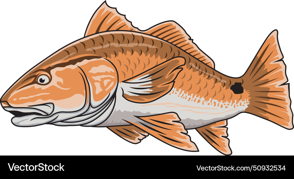 Redfish red drum fishing logo Royalty Free Vector Image