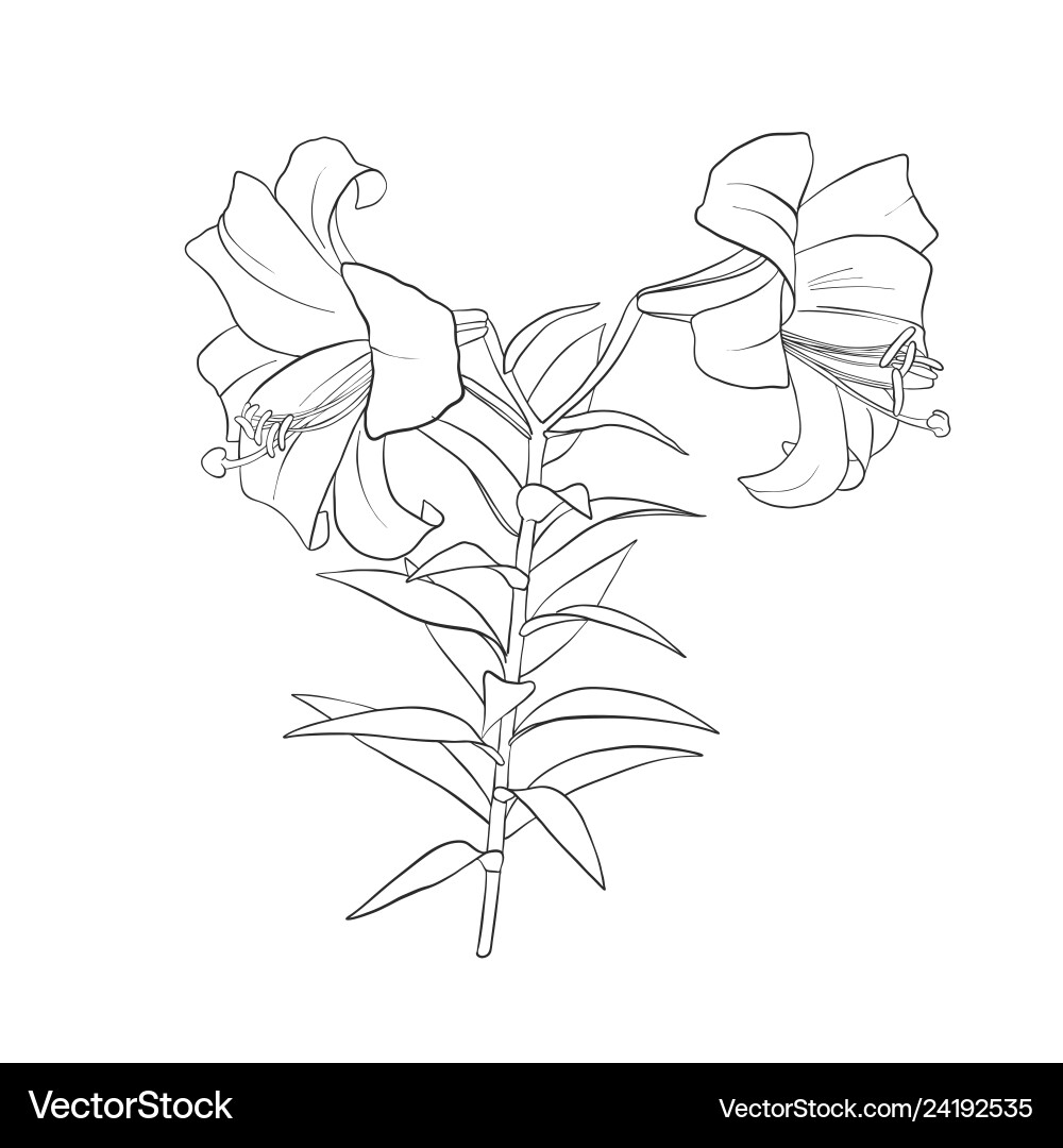 Drawing flower Royalty Free Vector Image - VectorStock
