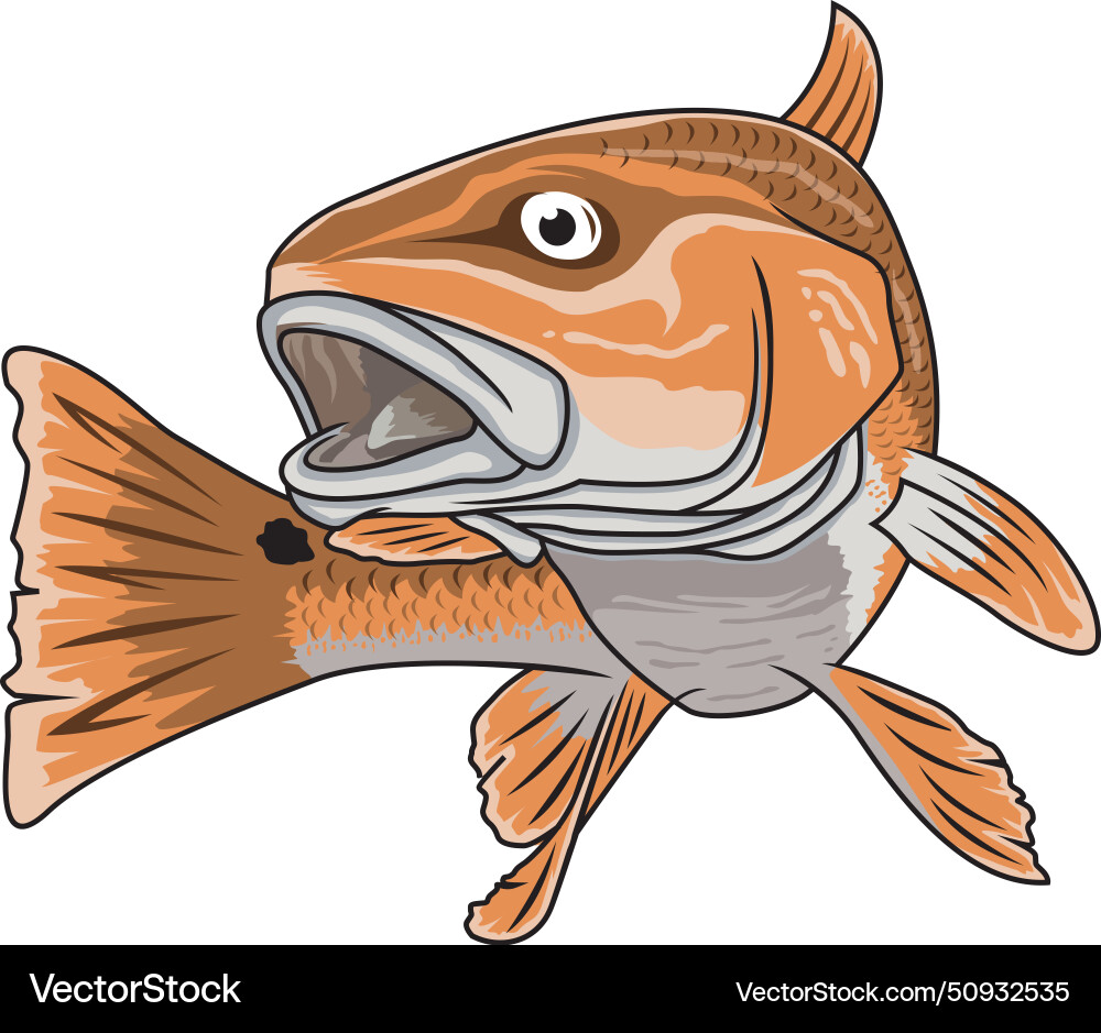 Redfish red drum fishing logo Royalty Free Vector Image
