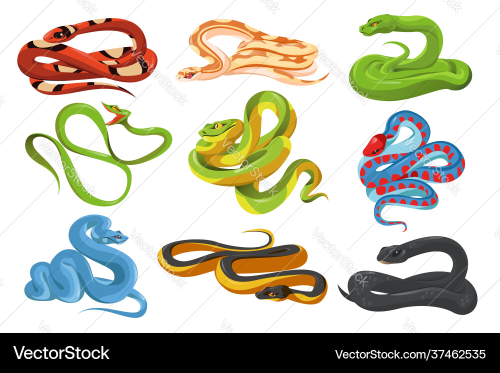 Snakes tropical serpents black mamba python Vector Image