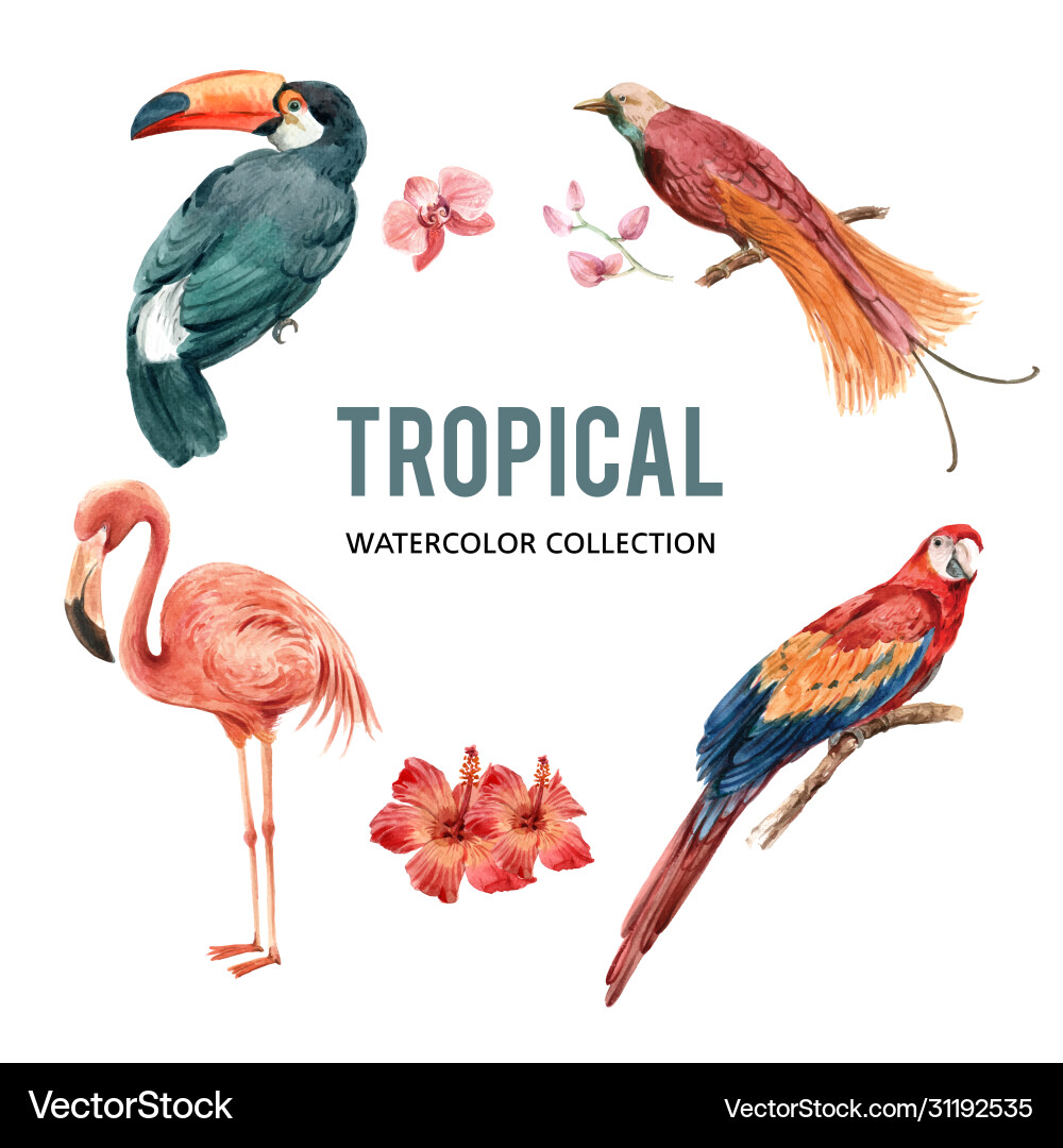 Tropical Bird Watercolor Royalty Free Vector Image