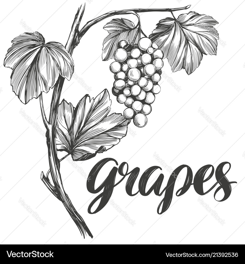 Grape vine calligraphy text hand drawn Royalty Free Vector