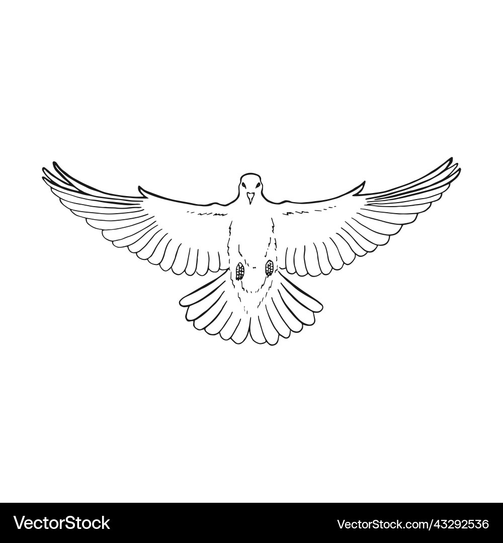 Hand drawn dove outline line art style isolated Vector Image