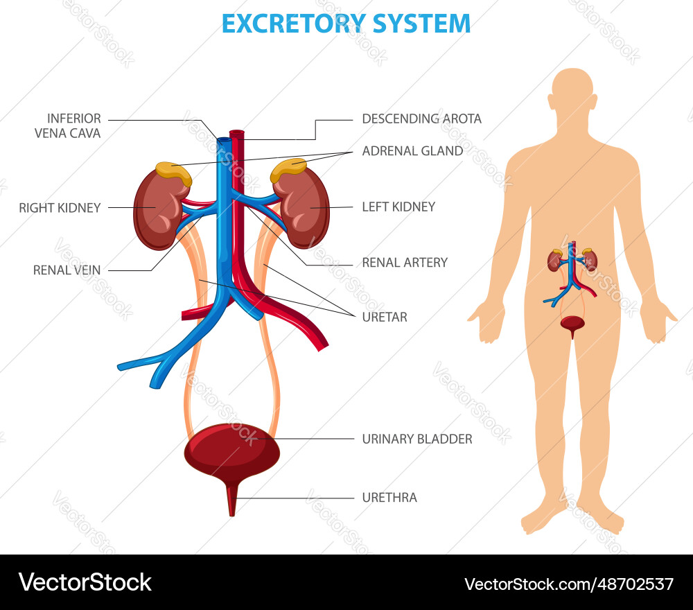 Human excretory system Royalty Free Vector Image