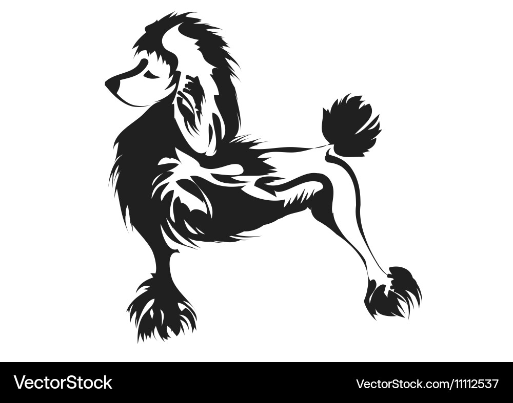 Poodle Royalty Free Vector Image - VectorStock