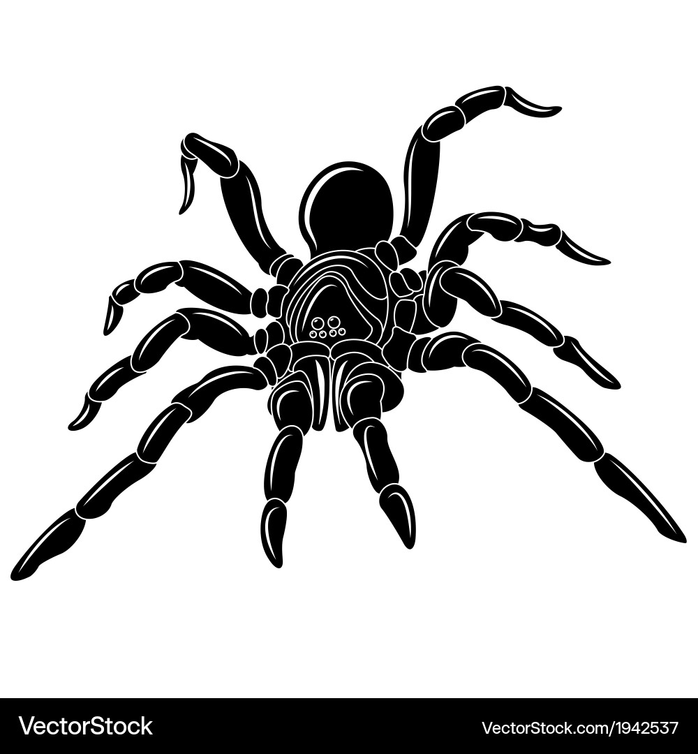 Spider Royalty Free Vector Image - VectorStock