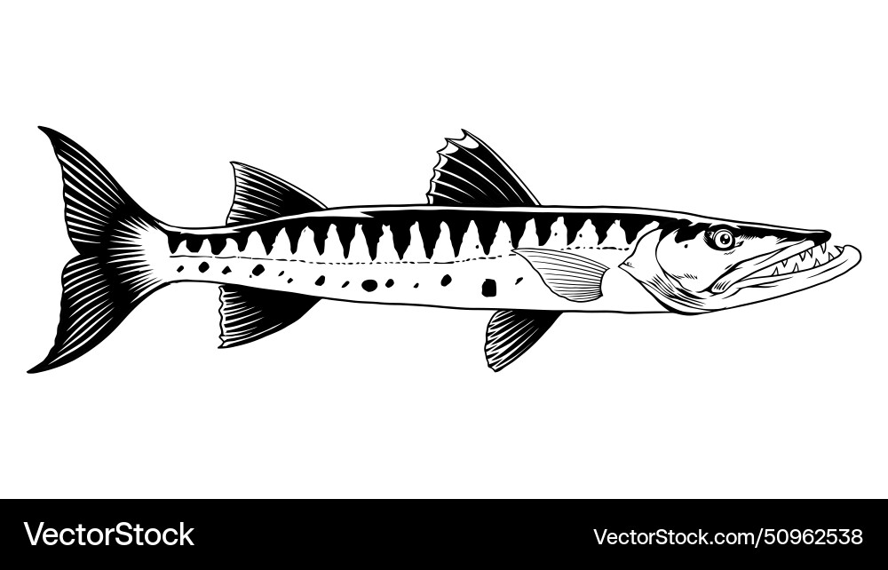 Barracuda fish isolated black and white Royalty Free Vector
