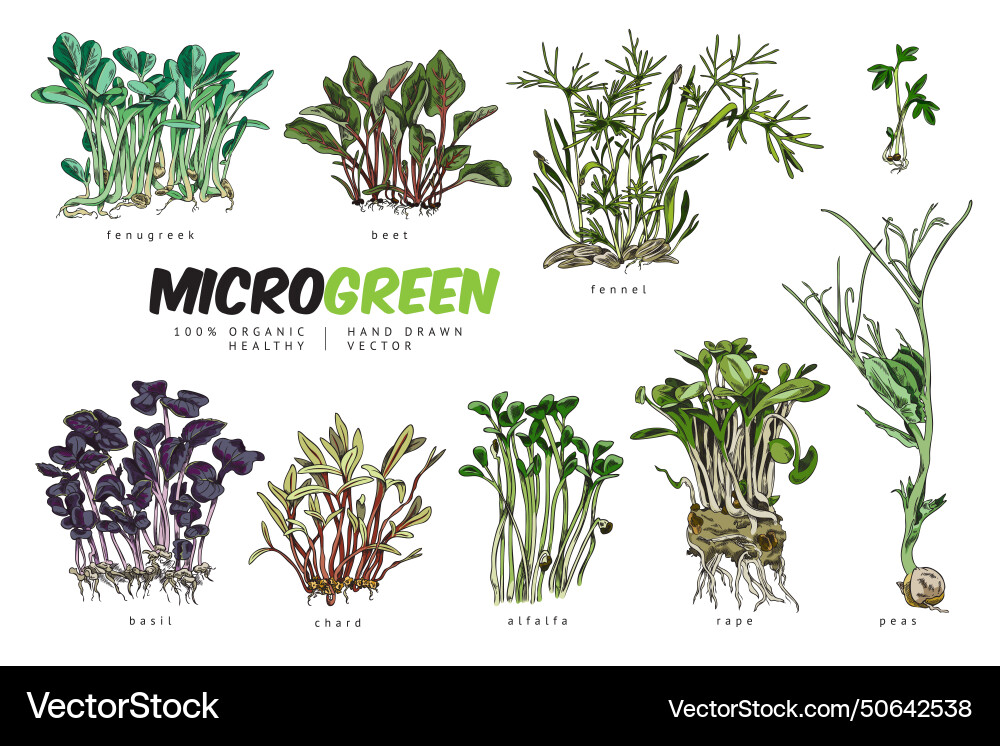 Color microgreens botanical set with titles Vector Image