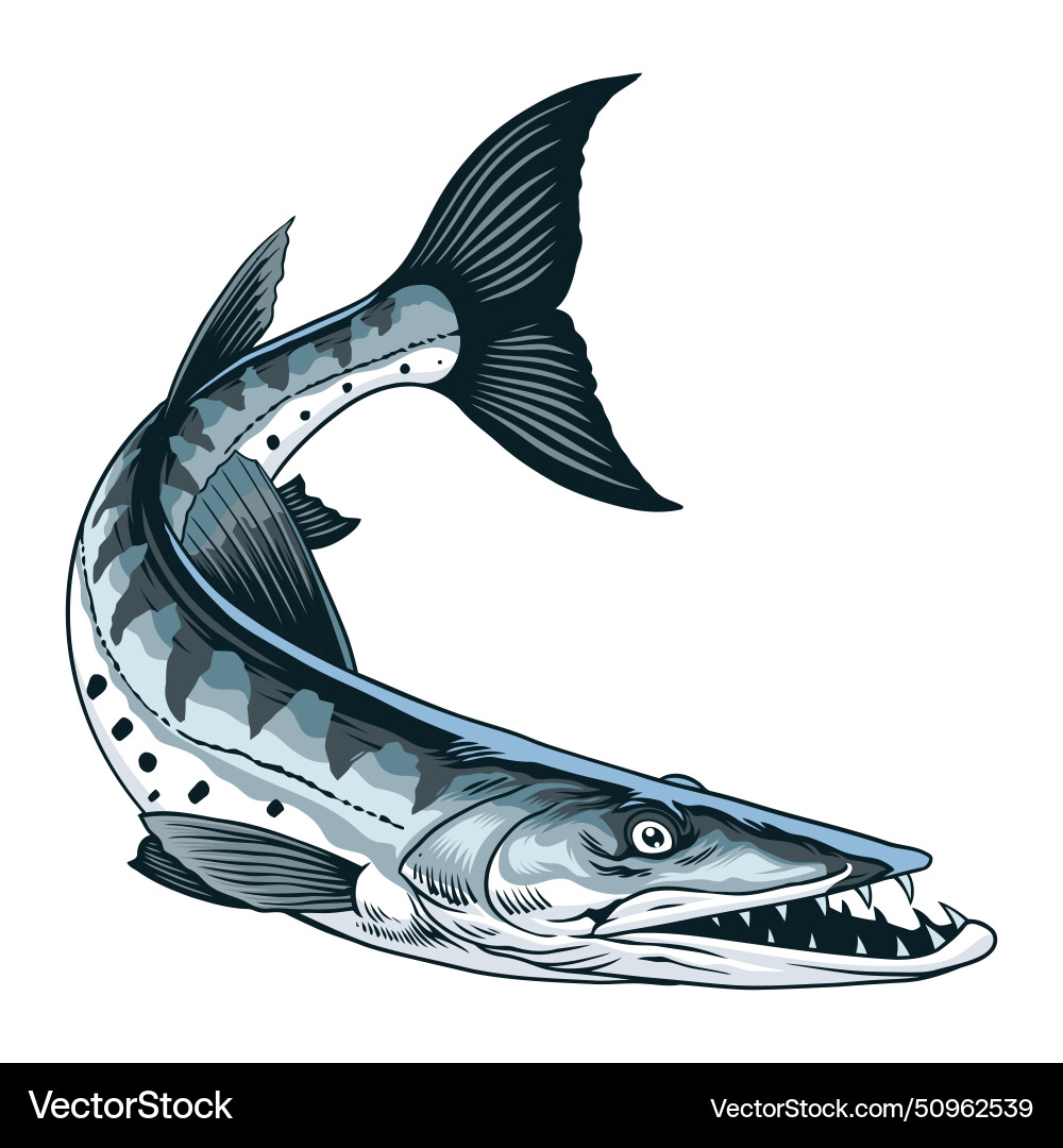 Barracuda fish in vintage style Royalty Free Vector Image