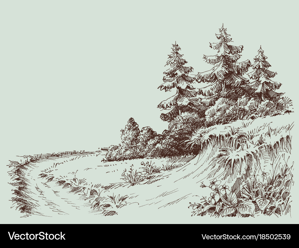 Pine Forest Path Sketch Royalty Free Vector Image