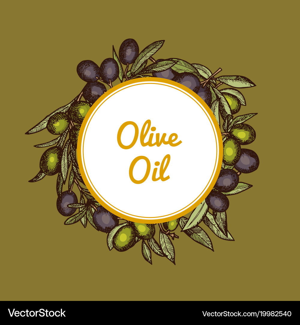 Hand drawn olive branches with place Royalty Free Vector
