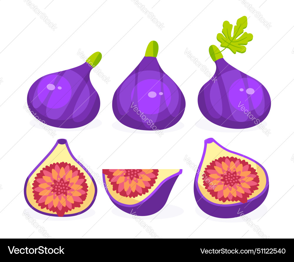 Tropical set with violet figs and fig slices Vector Image