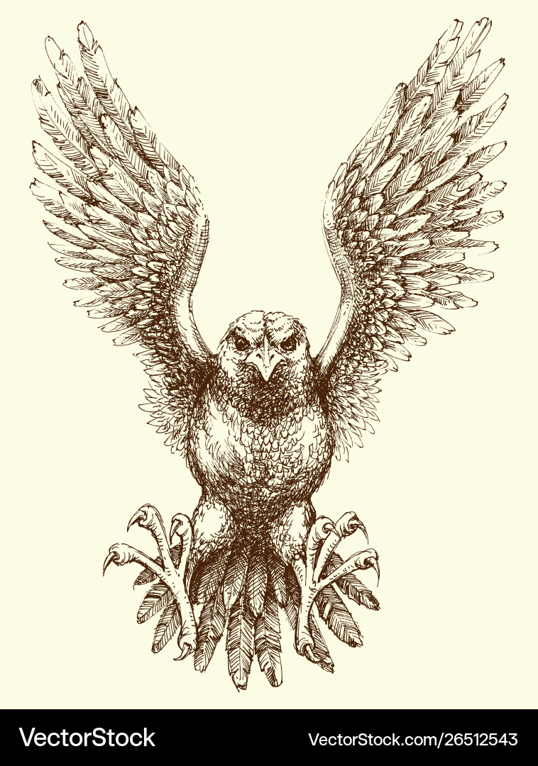 Detailed Eagle Attack Sketch Royalty Free Vector Image
