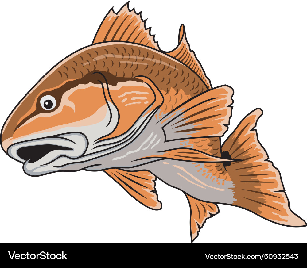 Redfish red drum fishing logo Royalty Free Vector Image