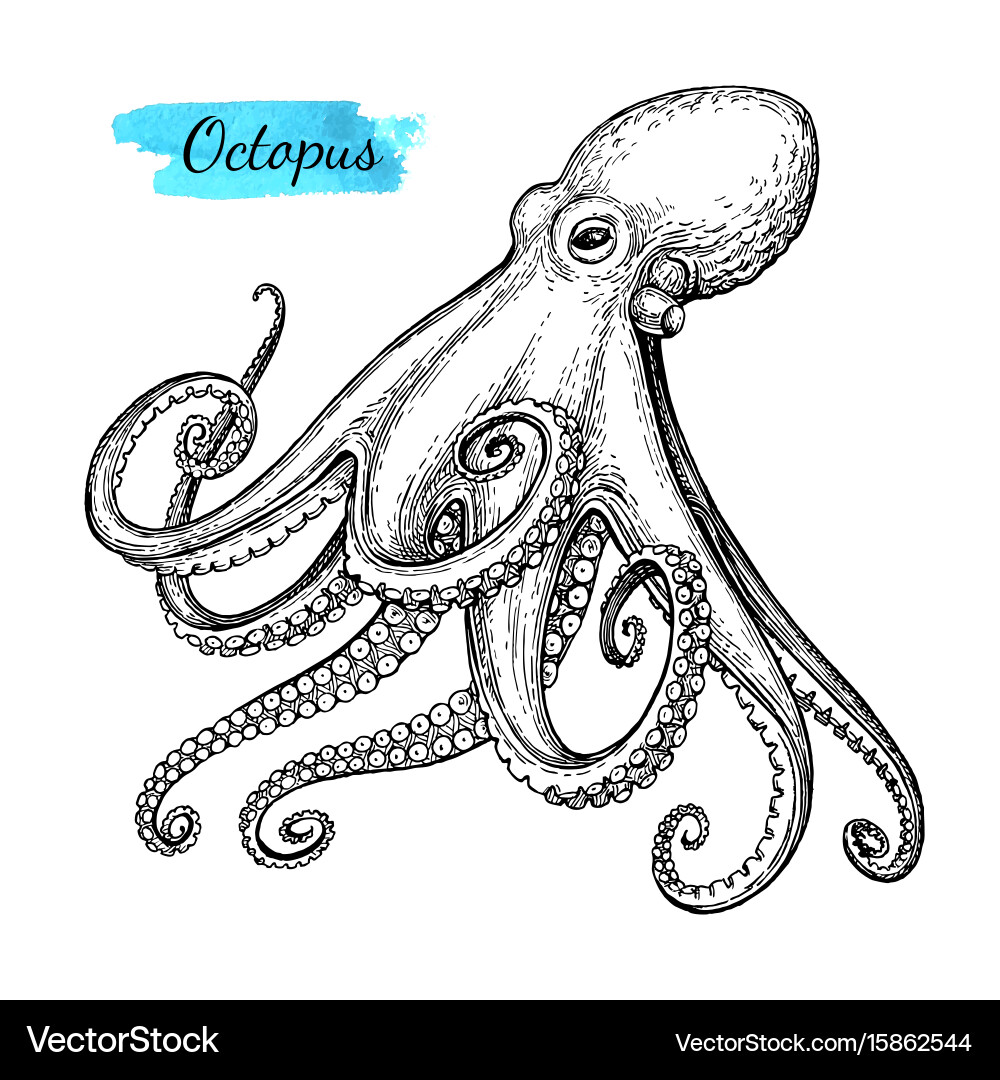 Octopus ink sketch Royalty Free Vector Image - VectorStock